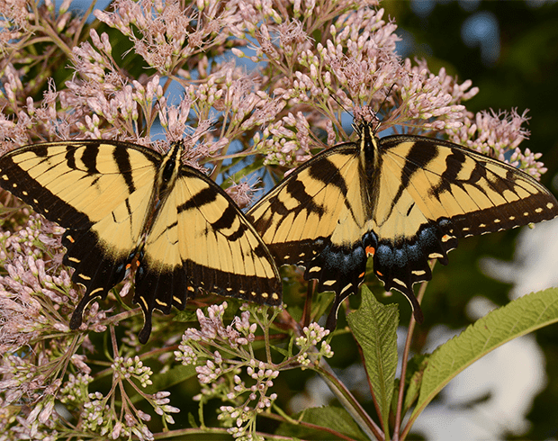 [SOLD OUT] Nature Series: Creating Habitat for Butterflies ...