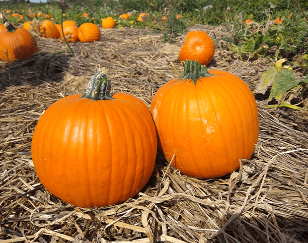 Past, Present, Pumpkins! - LancasterHistory